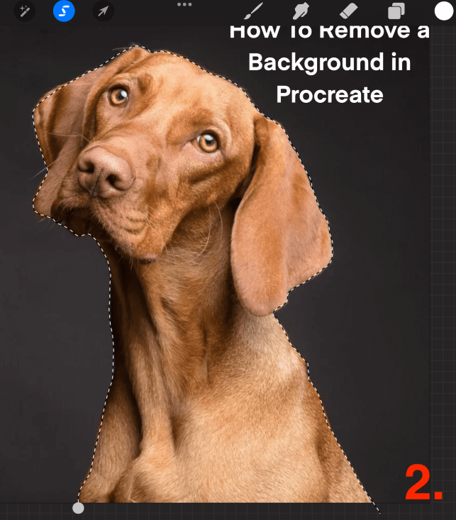 How To Save Procreate File With Transparent Background